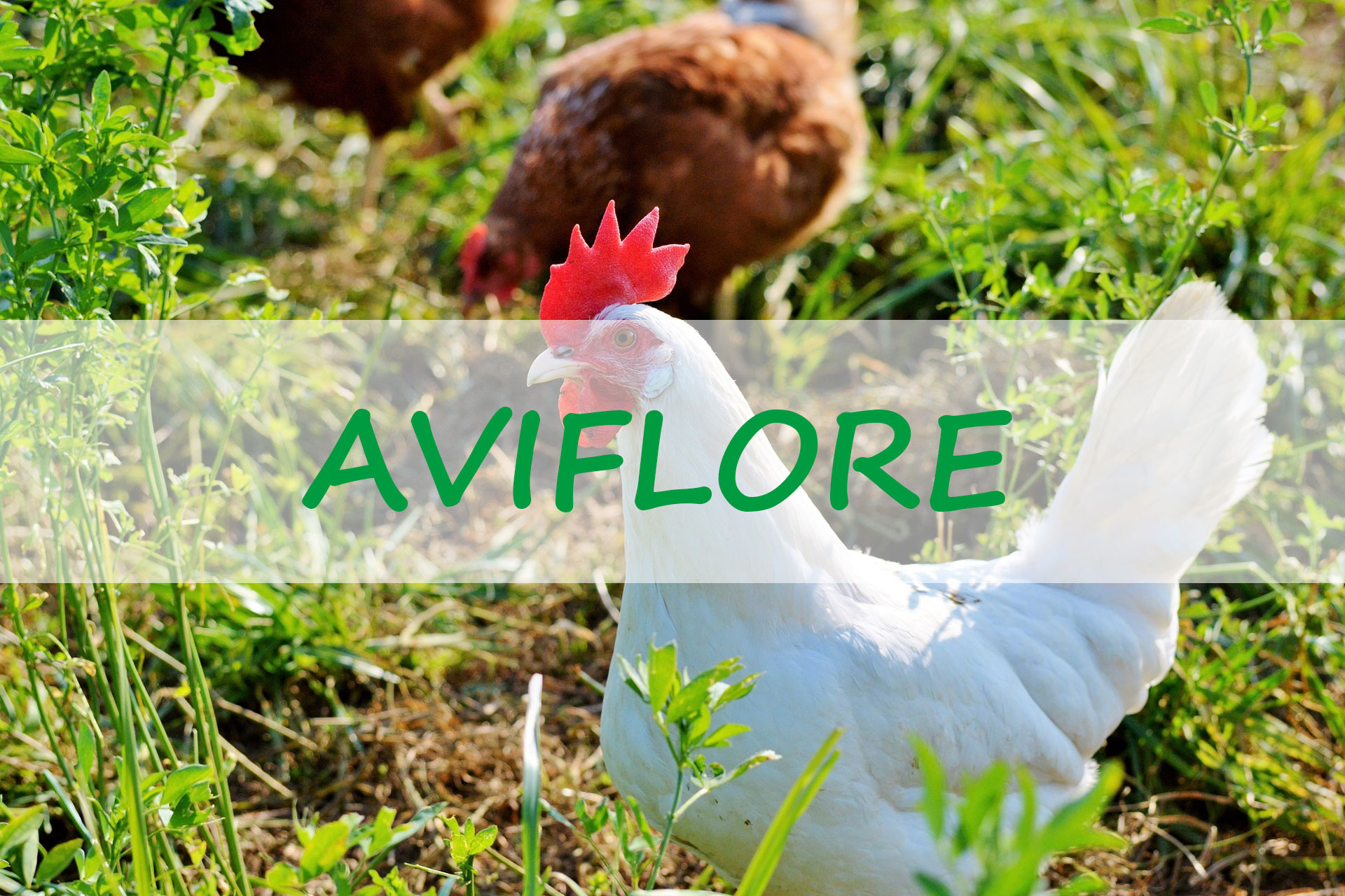 AVIFLORE - Le parasitisme : l'immunité - Bionature - La Santé Animale ...