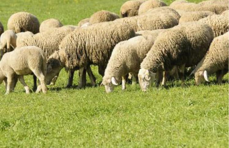 Bionature | Compléments alimentaires bio pour animaux