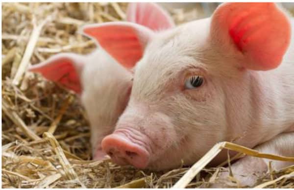 Bionature | Compléments alimentaires bio pour animaux