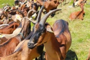 Bionature | Compléments alimentaires bio pour animaux